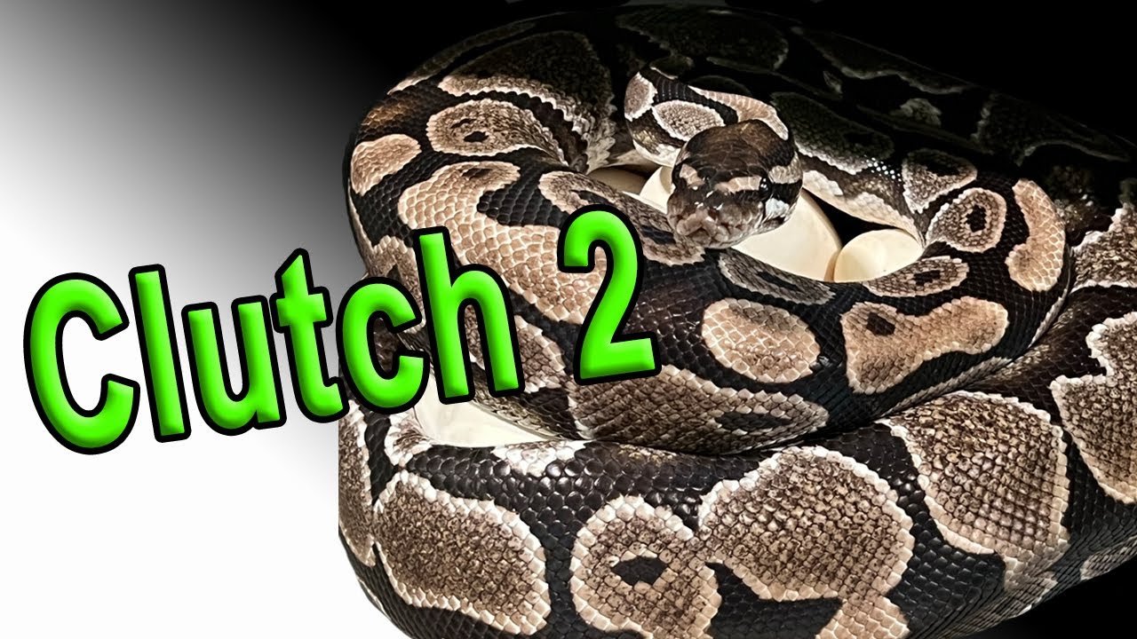 Ball Python Clutch 2 Youtube