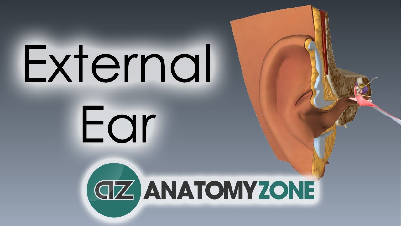 Ear Anatomy And Function Worksheet At Lachlan Legge Blog