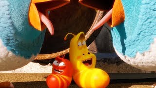 Larva The Surprising Revelation Cartoons For Children Larva