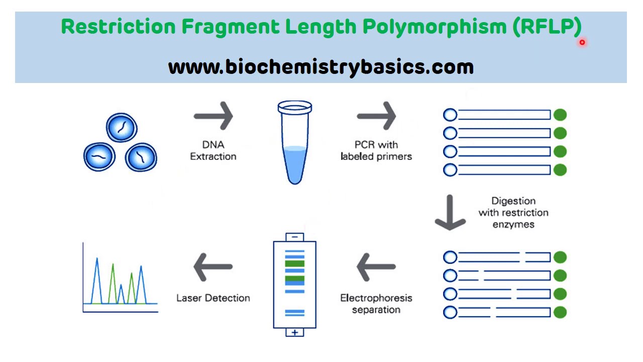 Restriction Fragment Length Polymorphism Process