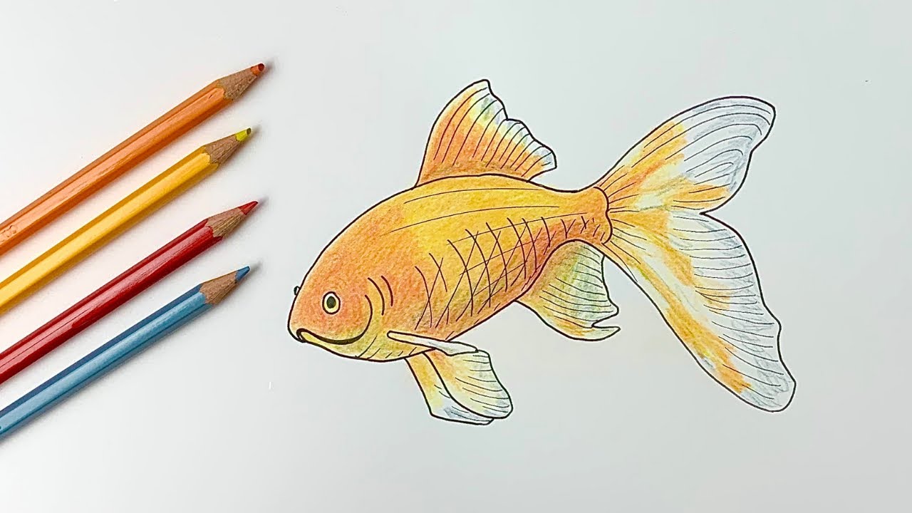 Simple Goldfish Drawing