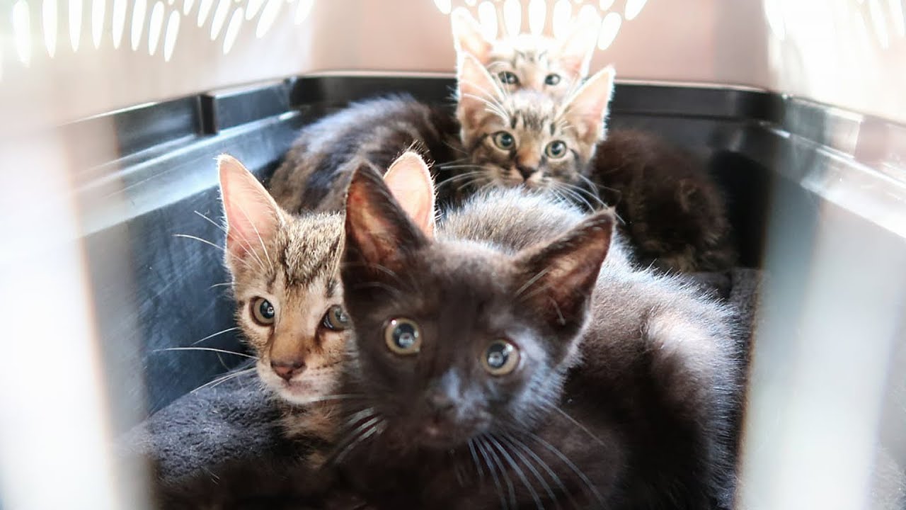 4 Abandoned Kittens Rescued From Living Inside A Tree Youtube