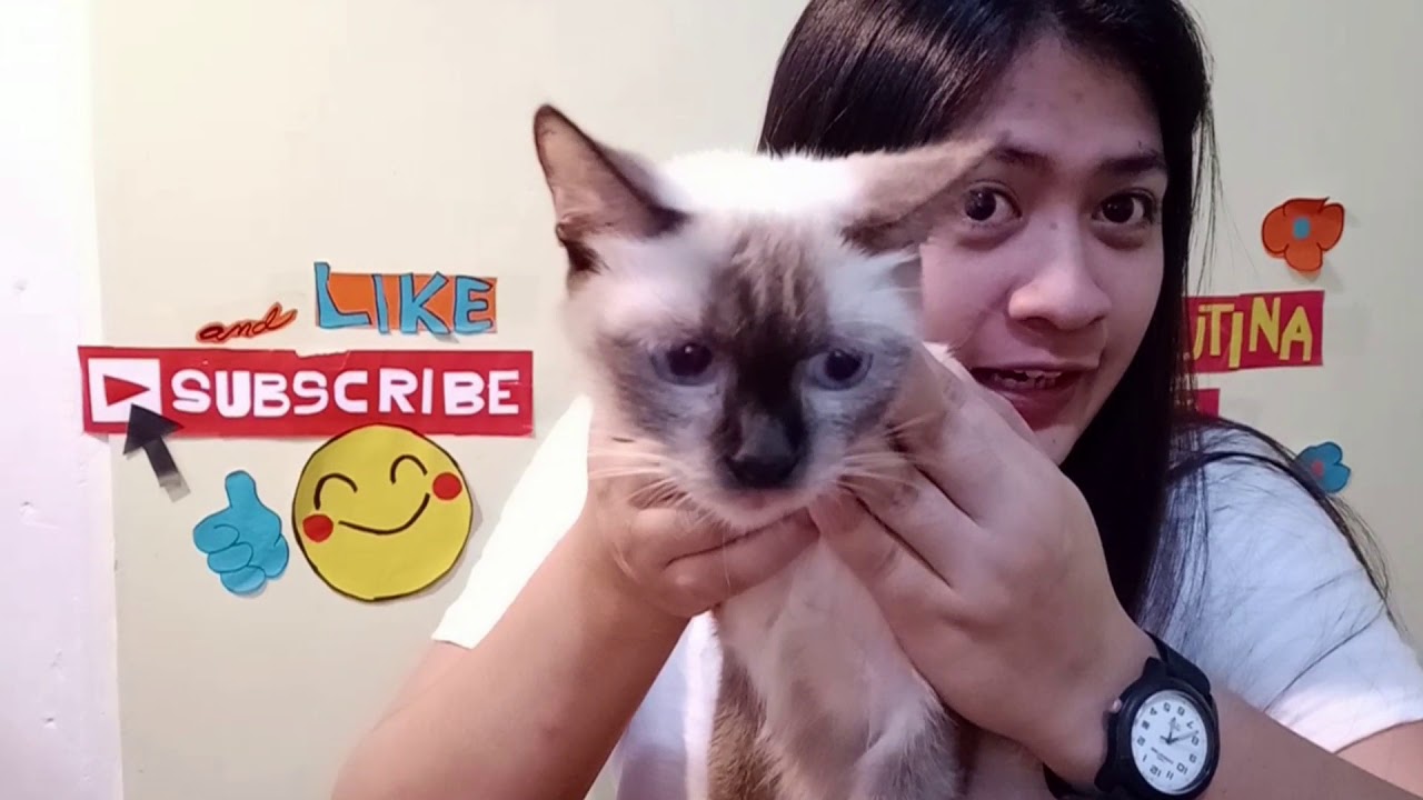 Mga Baby Ko Persian Puspin Siamese Youtube