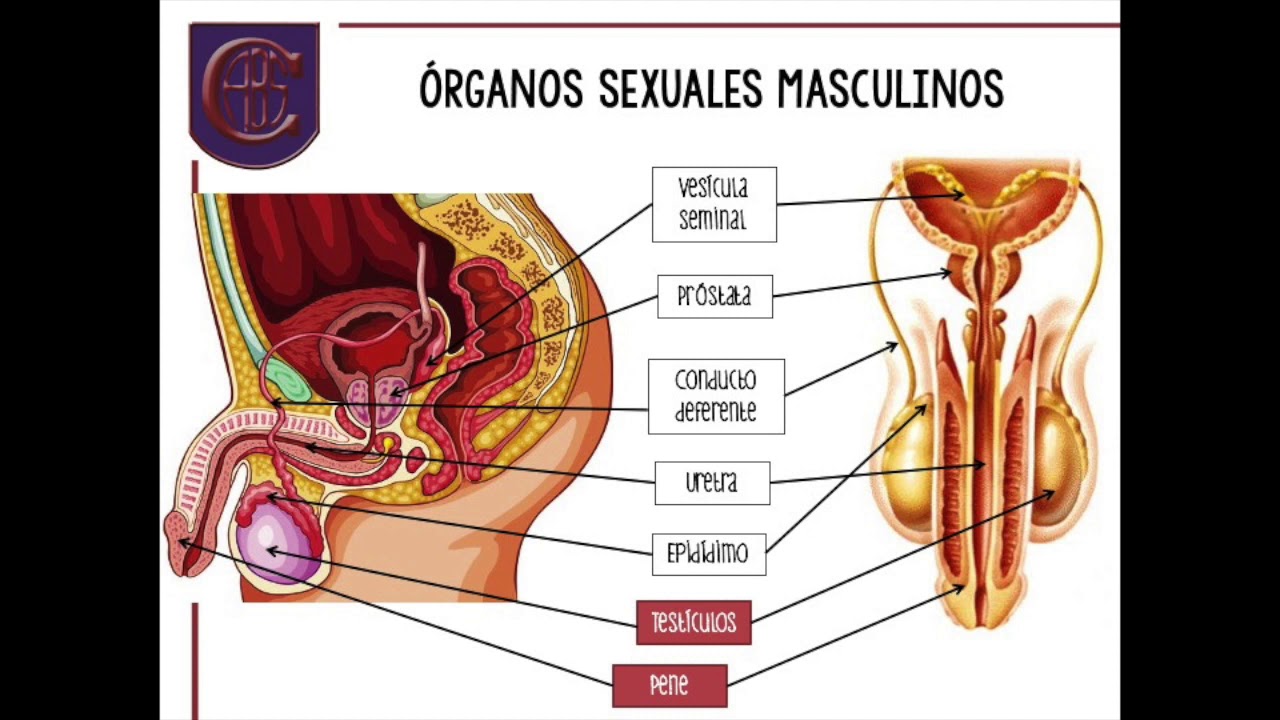 7º Ciencias órganos Sexuales Youtube