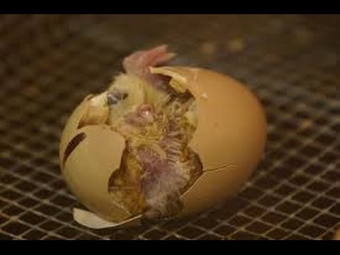 Baby Chicks Hatching Youtube