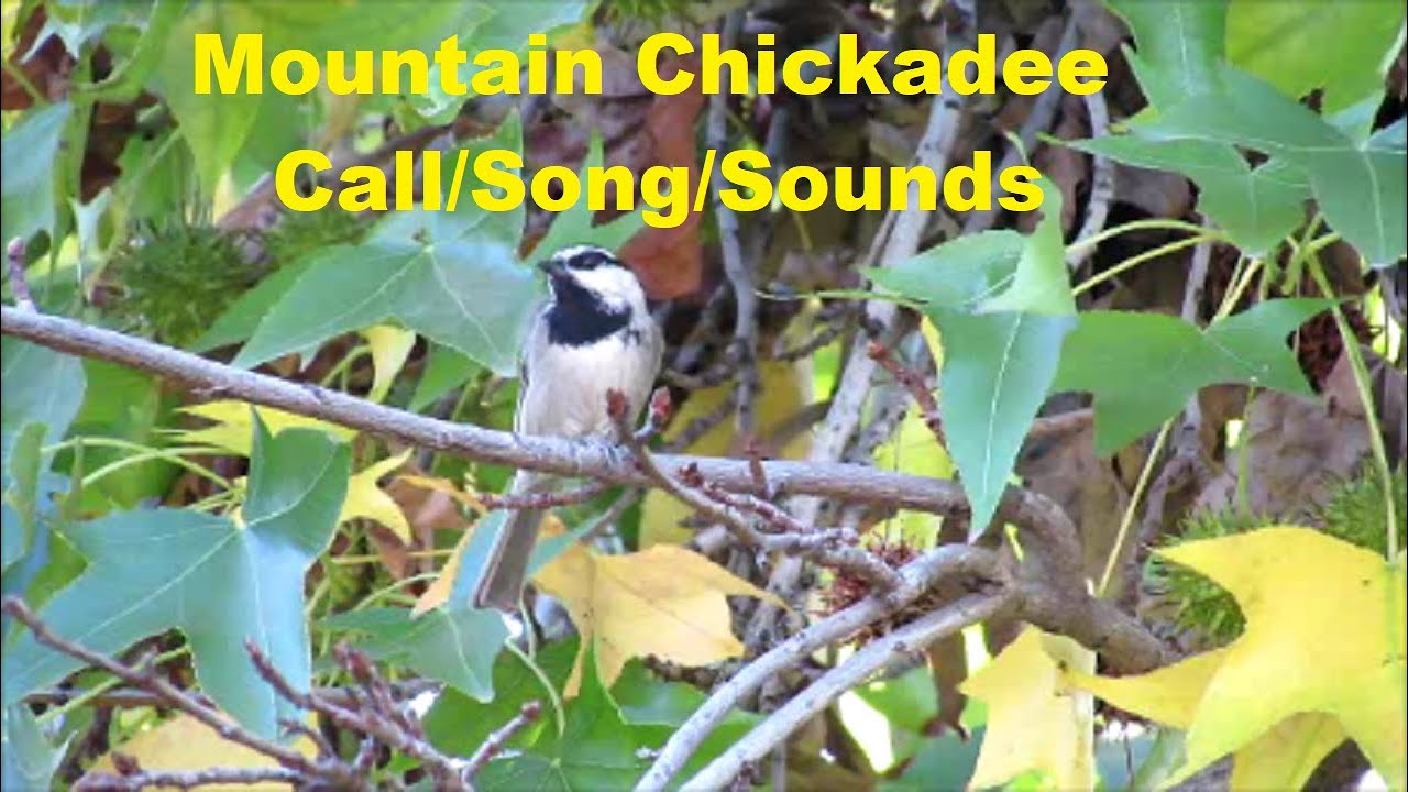 Mountain Chickadee Call Song Sound Singing Whistle Backyard