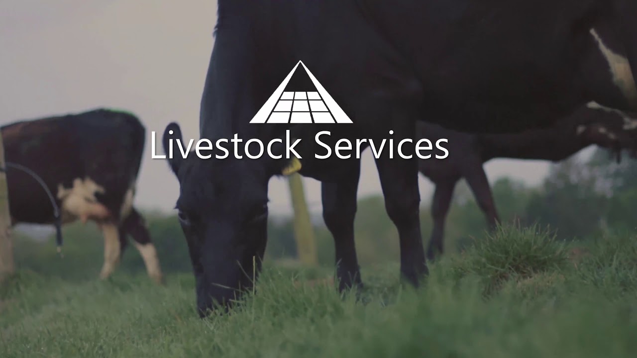 Grasstec Group Services Youtube