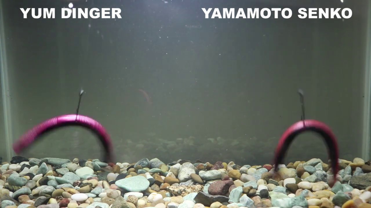 Yum Dinger Vs Yamamoto Senko Youtube