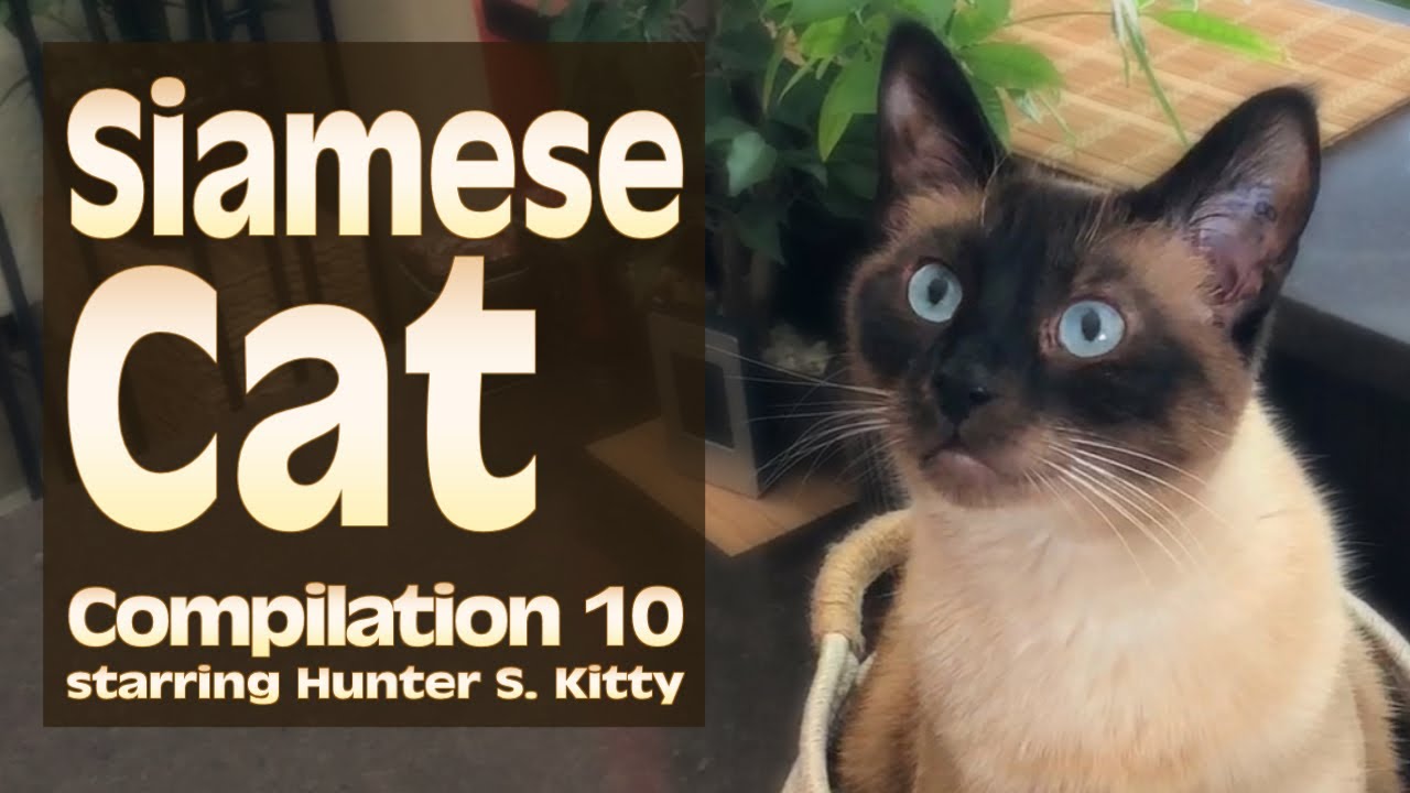 Siamese Cat Compilation 10 Youtube