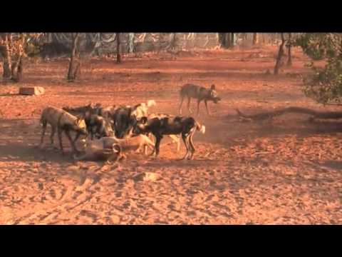 Limpopo Lipadi Wild Dogs 1 Youtube