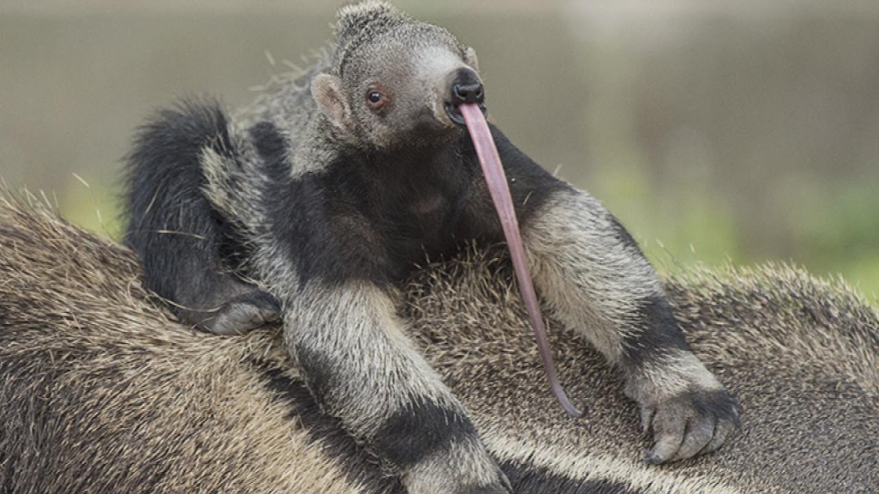 This Baby Giant Anteater Is Like No Animal You Ve Seen Before Youtube