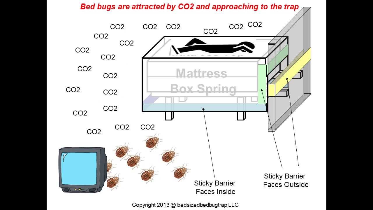 Co2 Traps Bed Bugs Homemade Best Homemade Bed Bug Traps Nqflwv