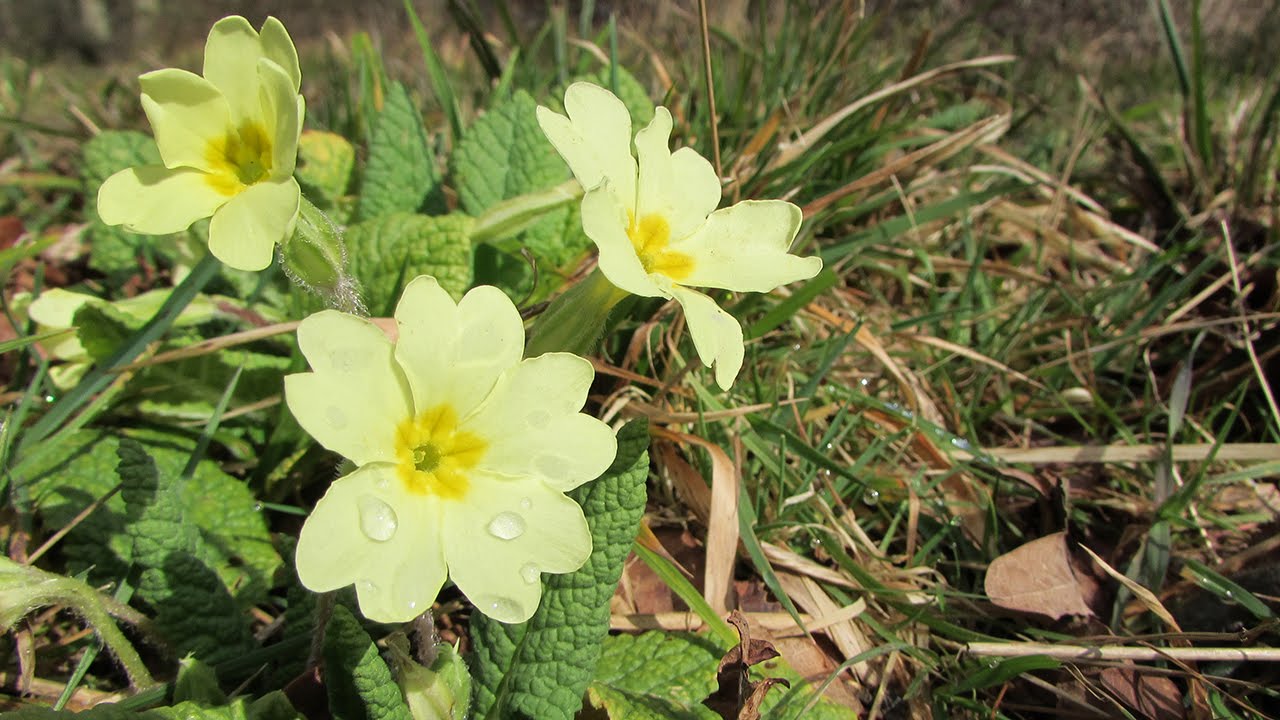 Wild Primroses Youtube