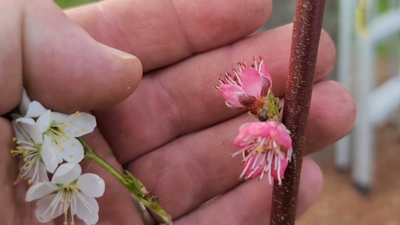 How To Pollinate Without Bees Hand Pollinating Self Pollinating Fruit