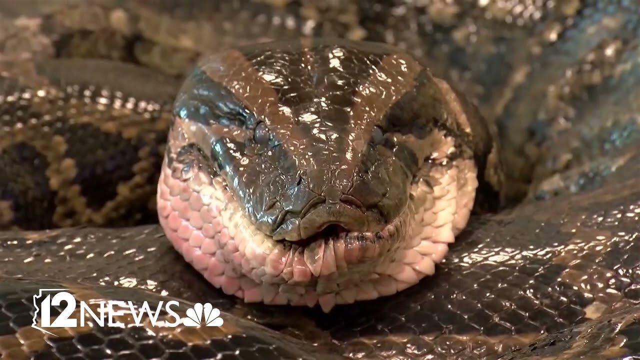 Wild Bobcat Kills Python Youtube