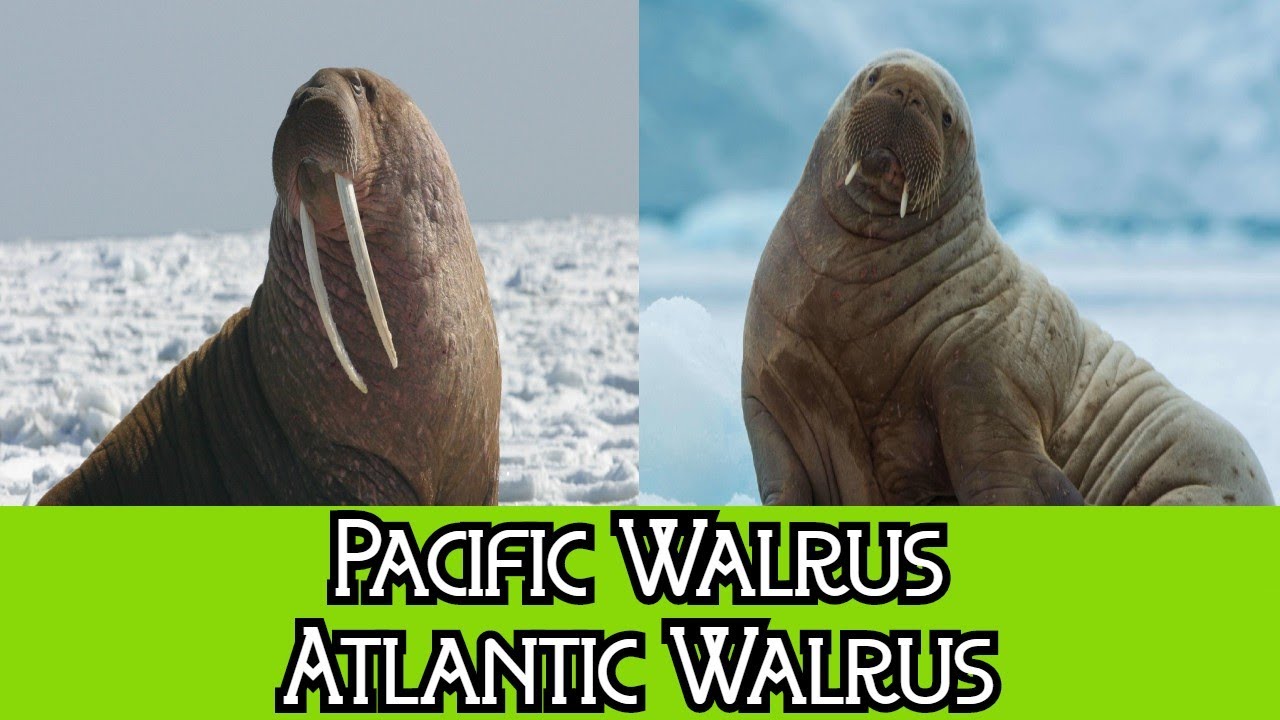 Pacific Walrus Atlantic Walrus The Differences Youtube