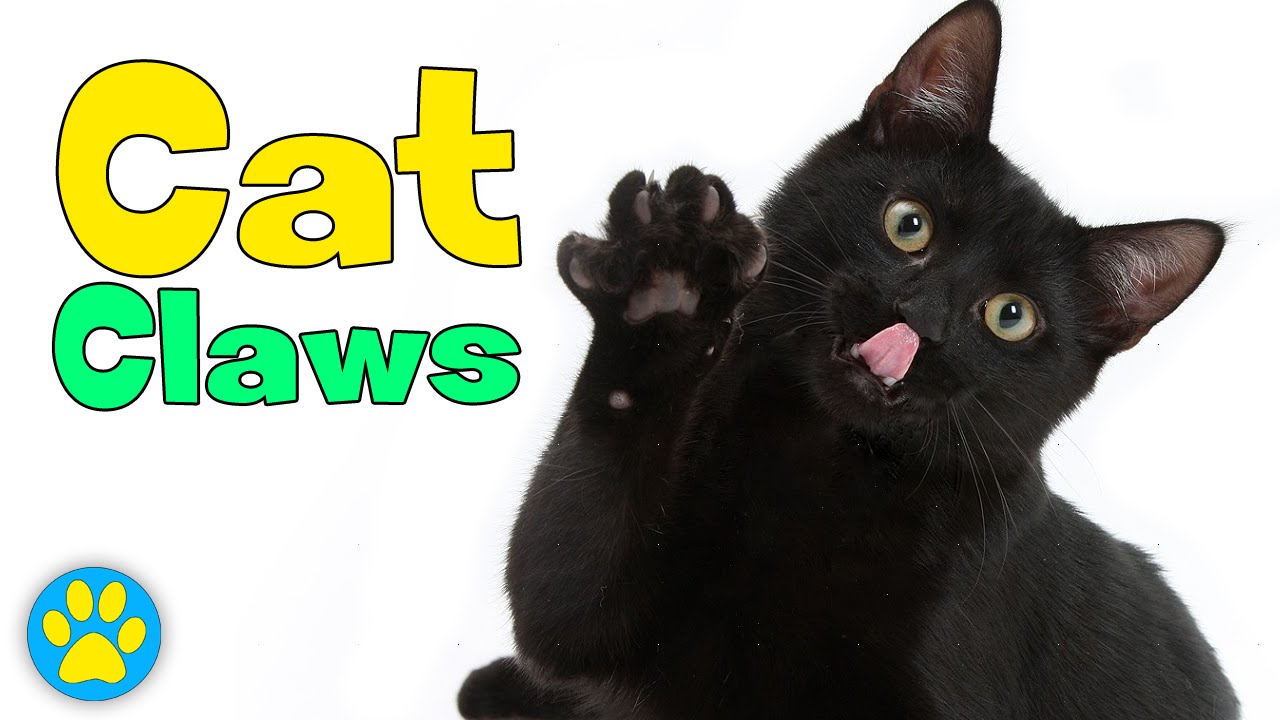 How To Cut Cat Claws Youtube
