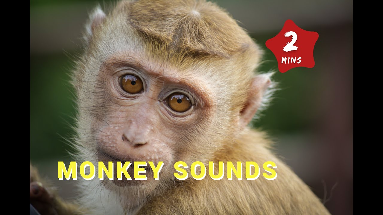 Monkey Sounds Monkey Names Kids And Toddlers рџђµрџћµ Youtube