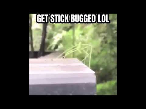 Original Stick Bug Video Inside A Stick Bug Meme Youtube