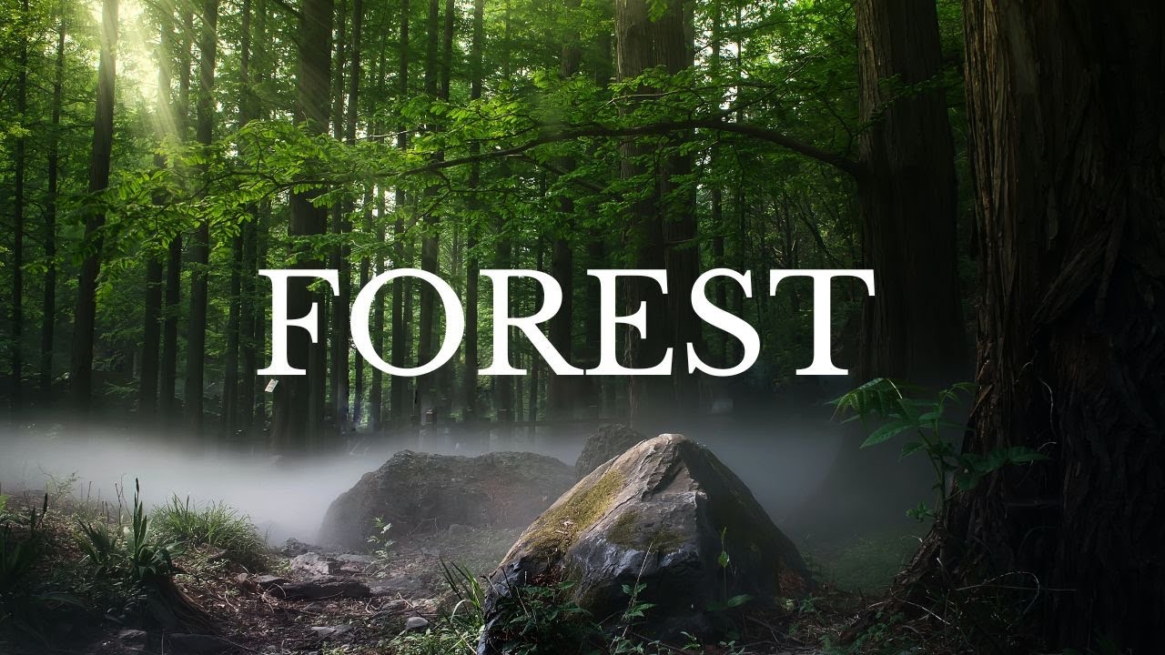 The Forest 4k Nature Relaxation Youtube