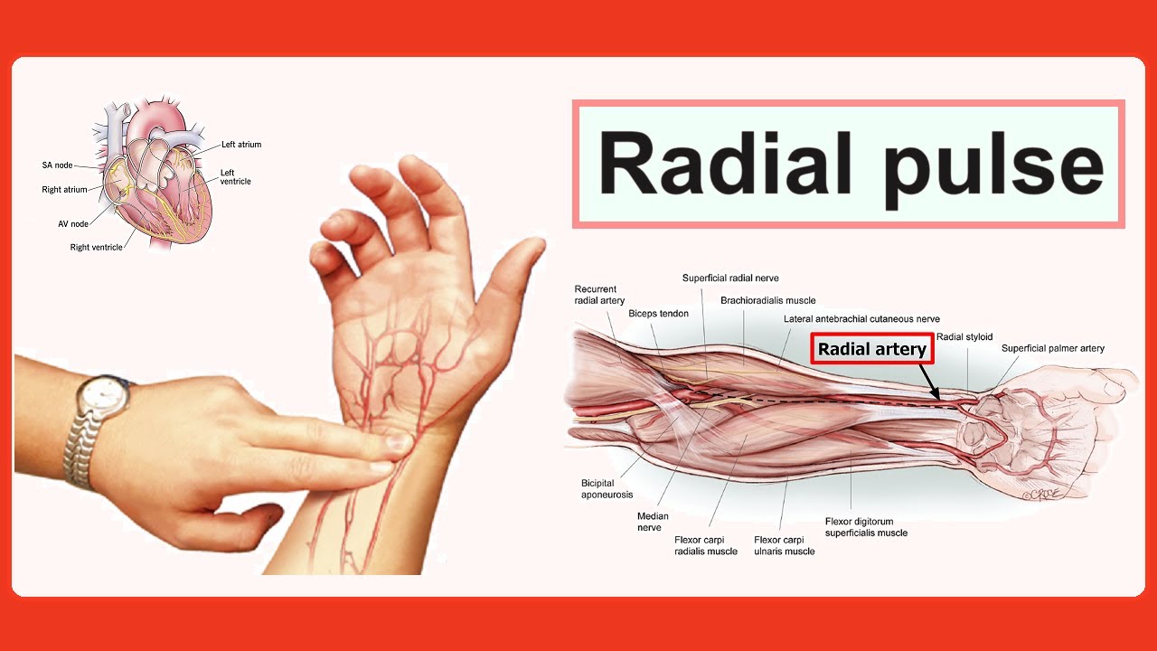 Radial Pulse Radial Pulse Therapy Archives Orthopedic Institute Of