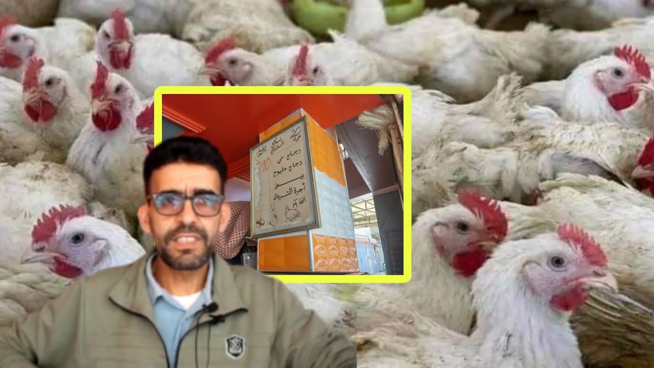 بائع دجاج يكشف أسباب ارتفاع الدجاج الحي والمذبوح وصل ل28 درهم لأول