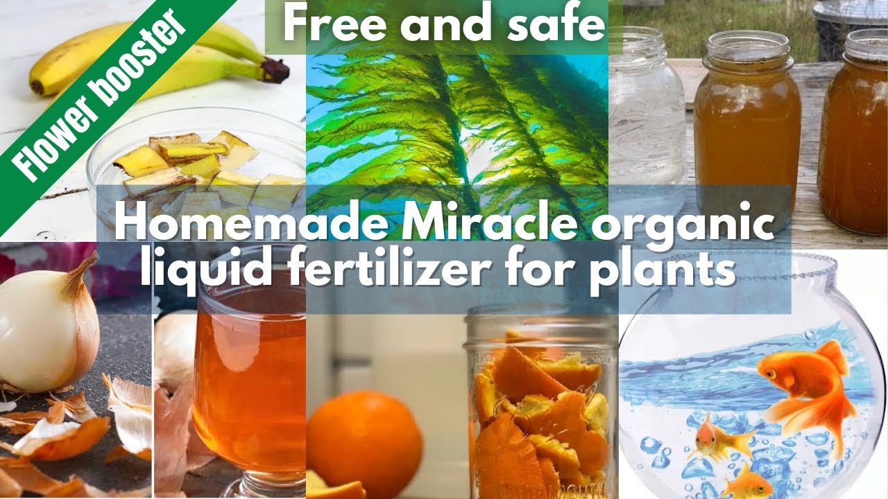 Homemade Liquid Fertilizer For Flowers Homemade Ftempo