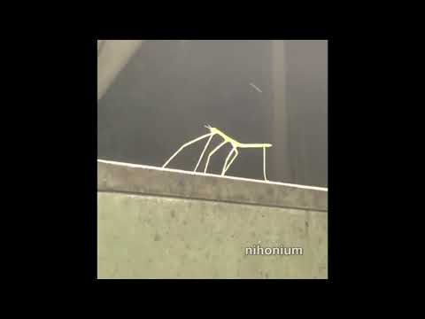 Stick Bug Dance Youtube