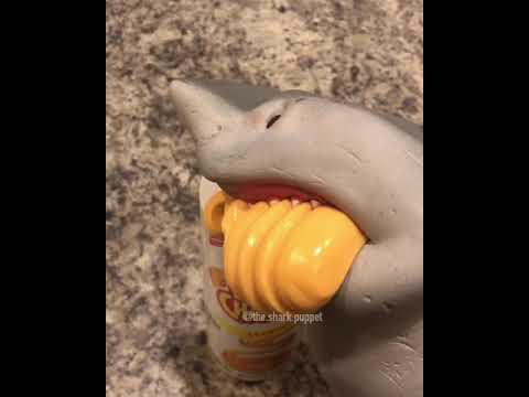 Shark Puppet Eats Cheese Youtube