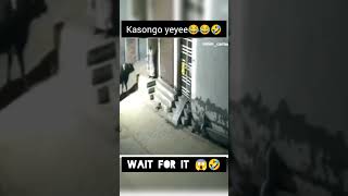 Kasongo Yeyeee Viralvideos Memes Kasongomemes Signal254 Mp3 Music & Mp4 ...