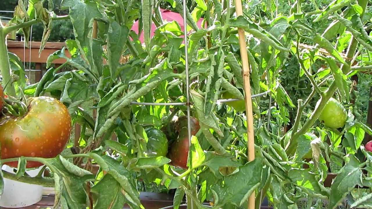 Tomato Plant Profile The Black Krim Heirloom Tomato Trg 2011 Youtube