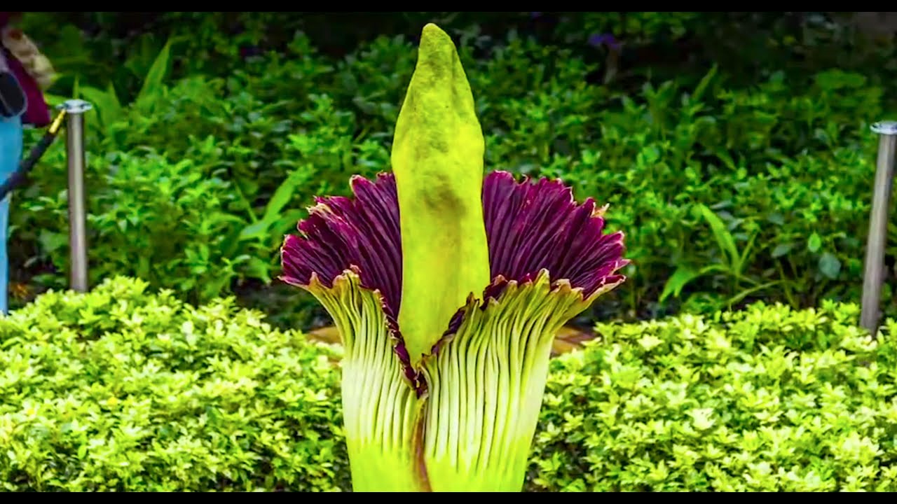 Titan Arum Bloom