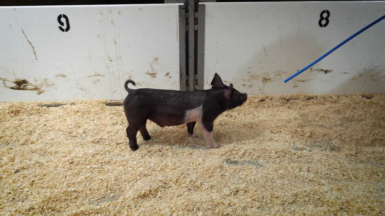 Ottenwalter Showpigs 10 19 20 143 1 Youtube
