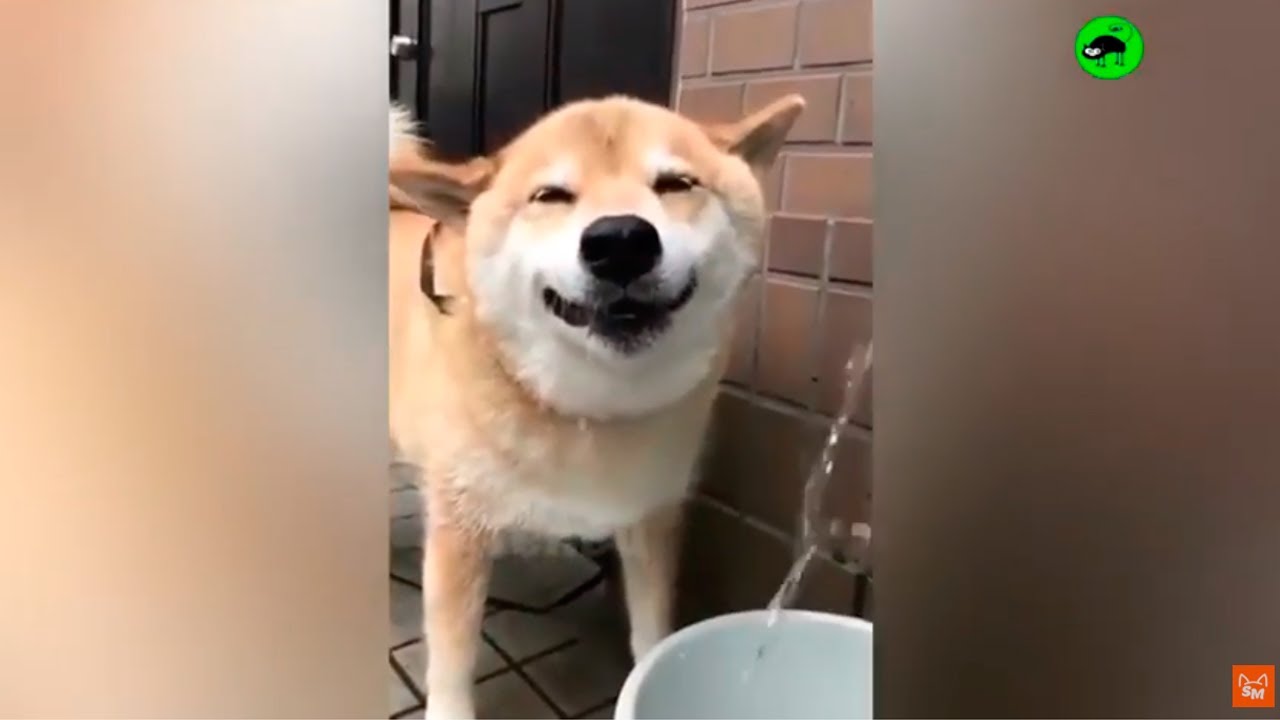 Animales Riendo Memes
