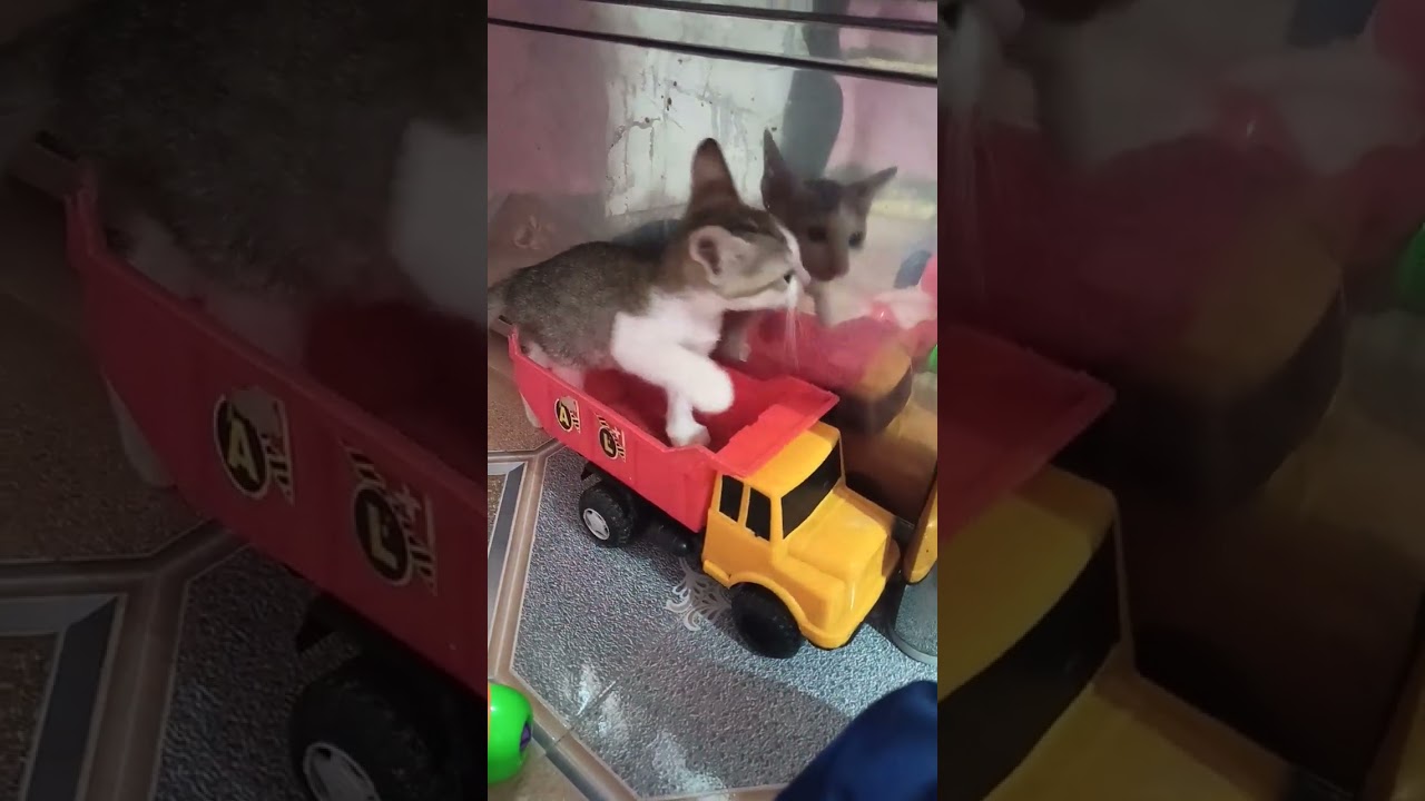 Short Cat Housepetscare