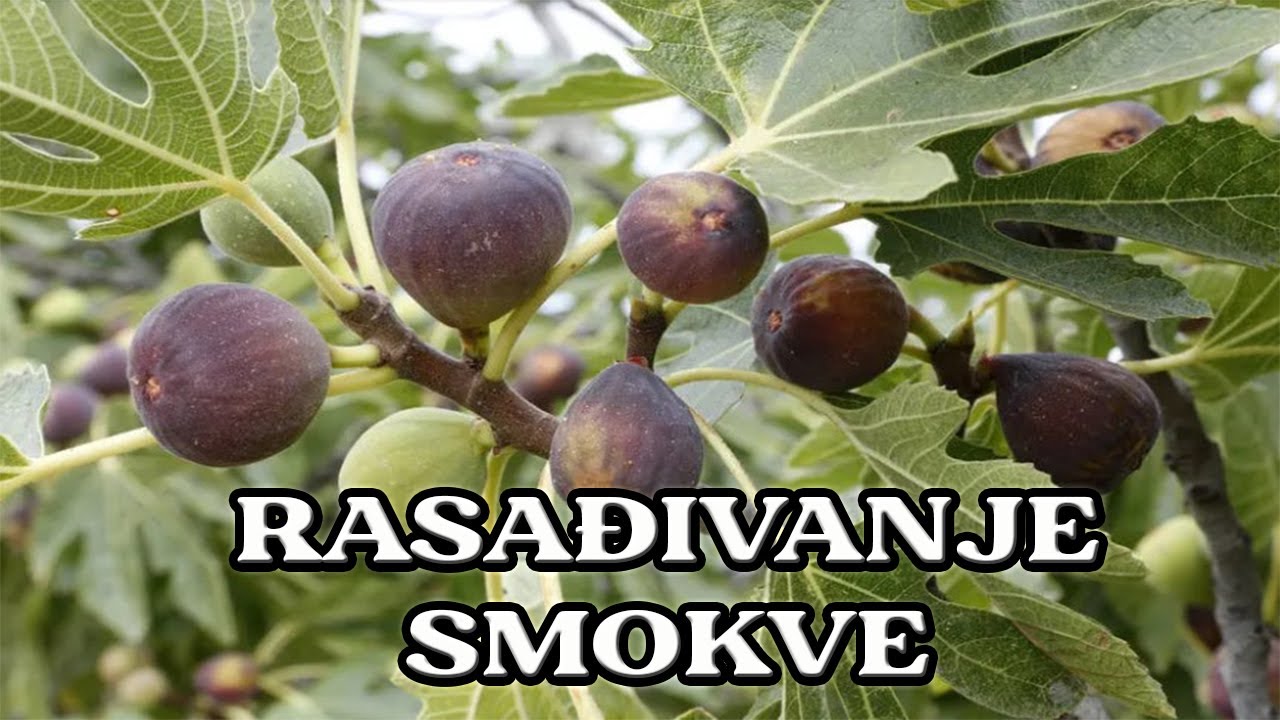 Smokva Rasad Rasaﾄ訴vanje Smokve Granﾄ絞cama Youtube