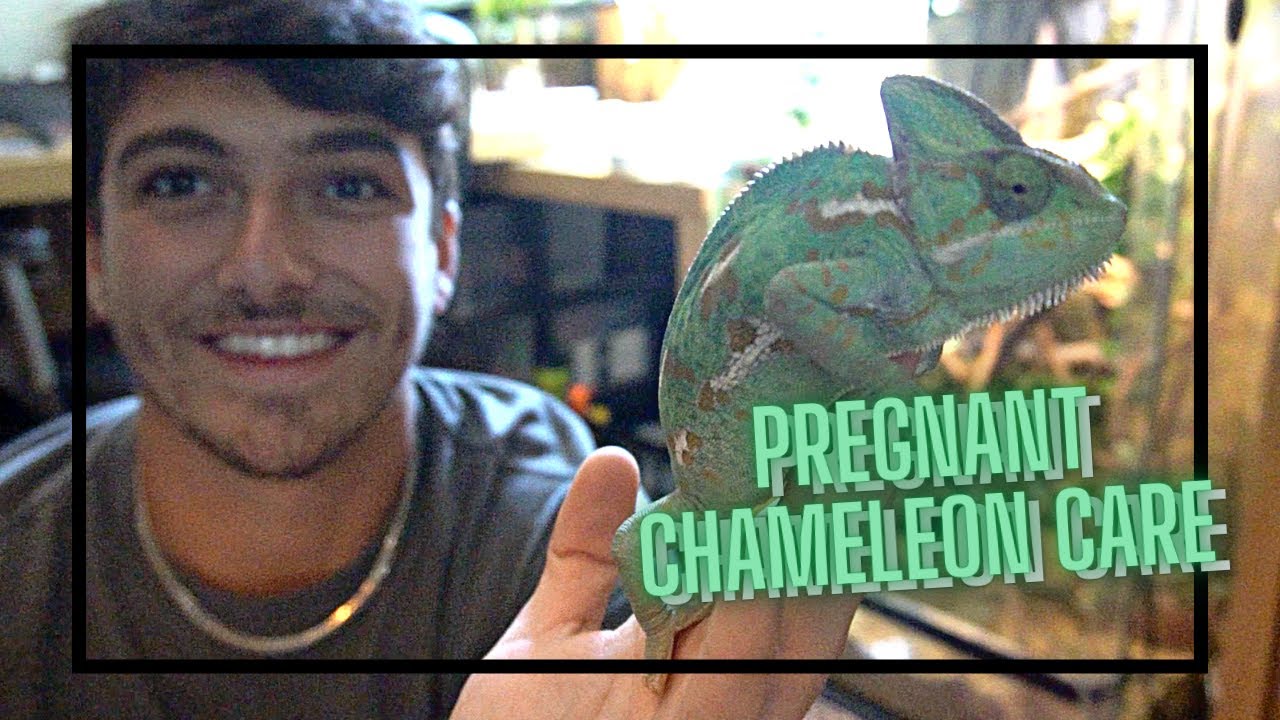Pregnant Veiled Chameleon Care Pt 2 Youtube