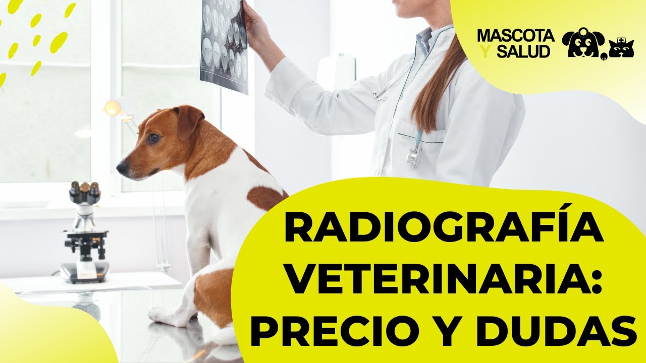 Cuanto Cuesta Una Radiografia A Un Perro