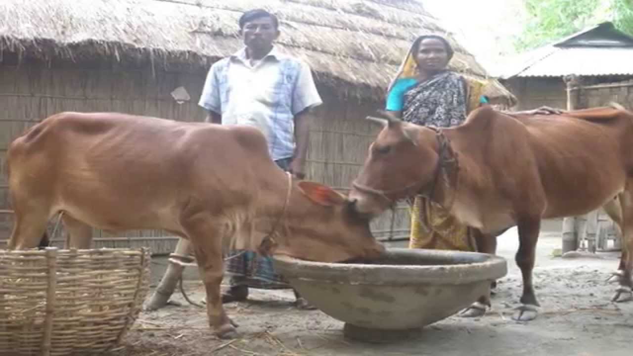 Livestock Management System Youtube