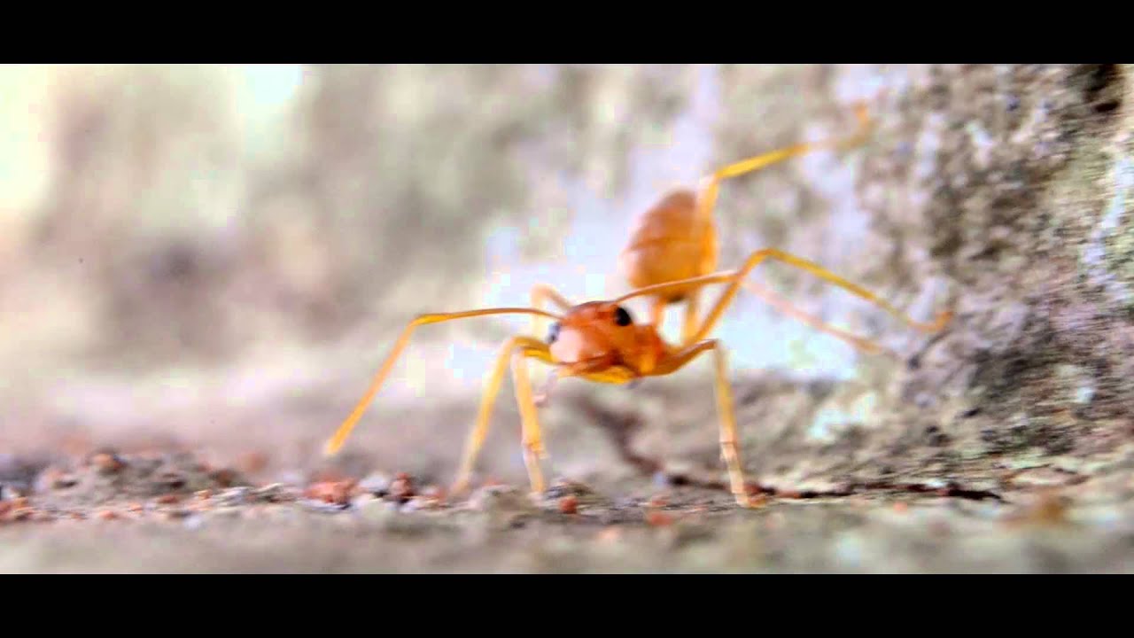 Ants Documentary Youtube