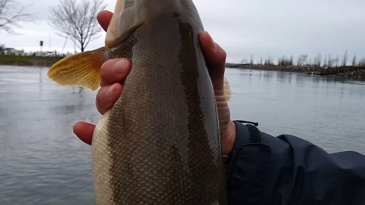 Suckerfish Release Elk Rapids Dam Springtime Youtube