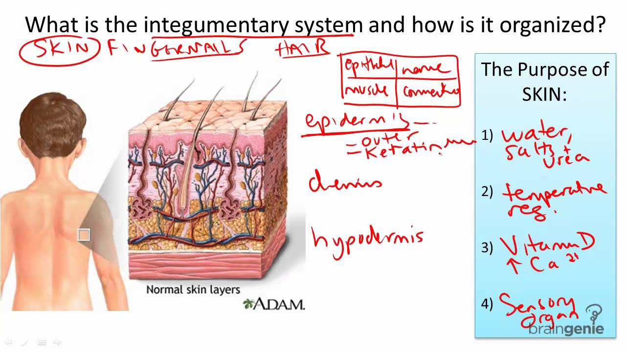 Integumentary System Function Integumentary System What It Is