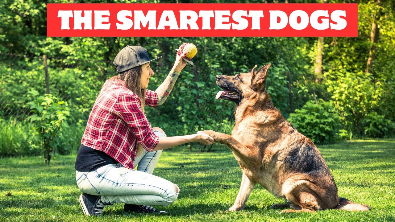 Top 10 Smartest Dog Breeds Youtube