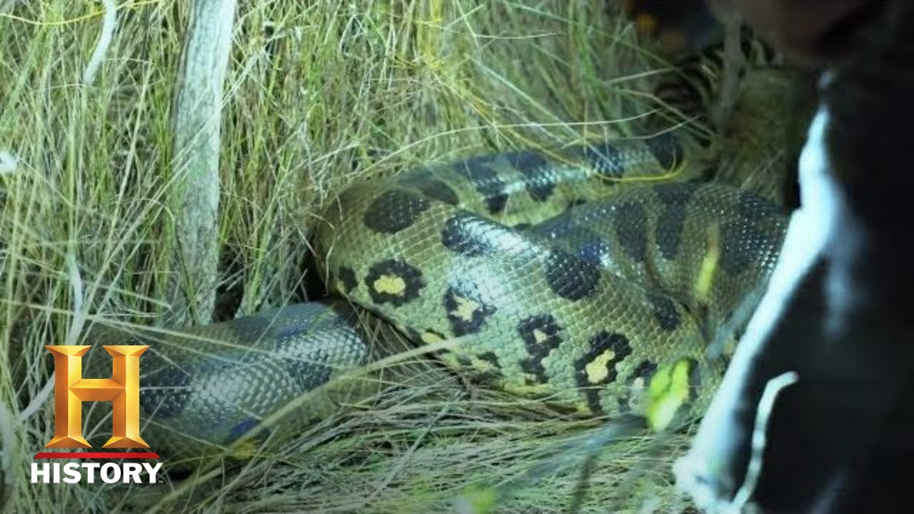 Anacondas Snakes Hunting