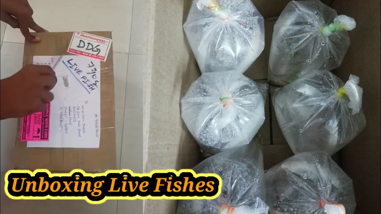 Unboxing Live Fishes Aquarium Fishes Erode Ajl Pets Aquarium