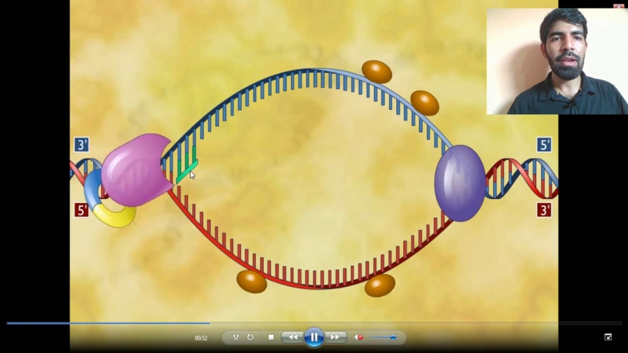 Dna Replication Biology Neet Cbse Isce Youtube