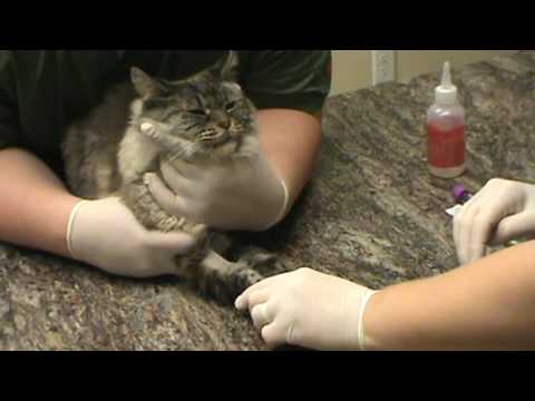 Vett 220 Task 19 Cephalic Venipuncture On A Feline Youtube