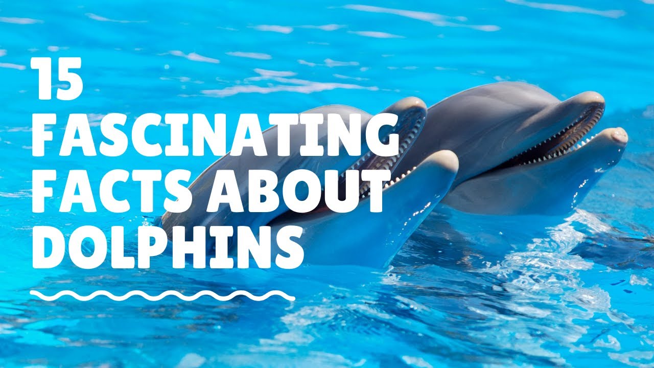 15 Fascinating Facts About Dolphins Animal Globe Youtube