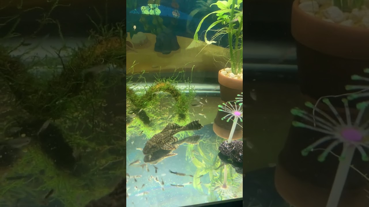 Do Catfish Eat Guppies At Marilyn Hudgins Blog