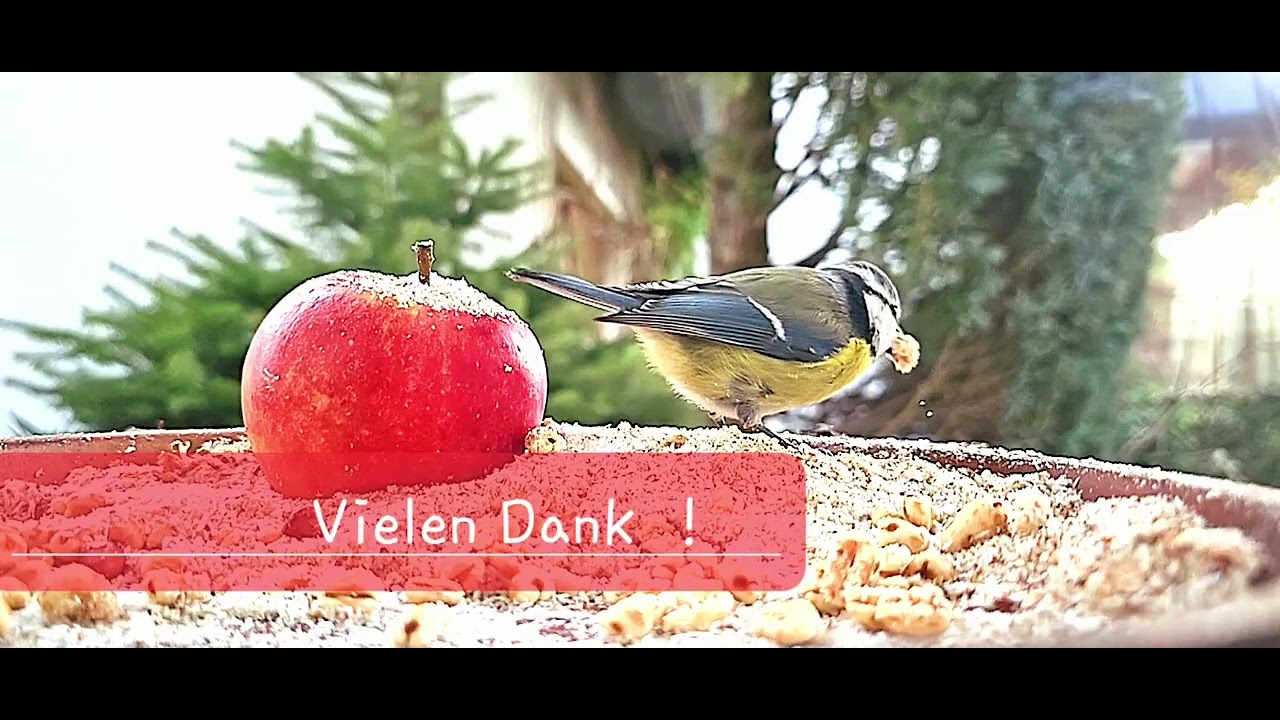 Vielen Dank Youtube